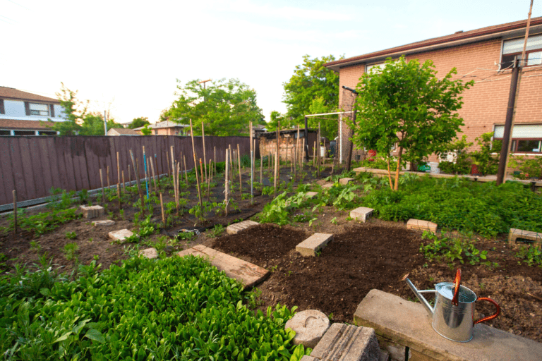 How to start a vegetable garden at home - Growing Happy Plants